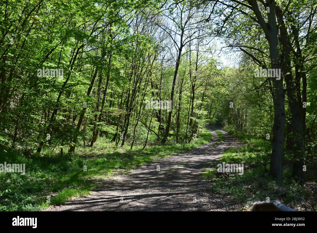 forest path in spring Stock Photo - Alamy