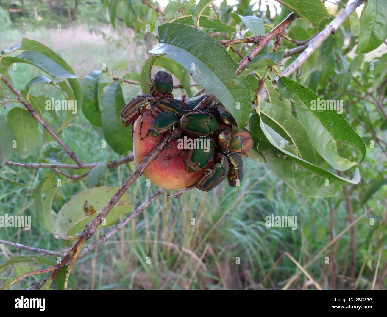 Iridescent beetle hi-res stock photography and images - Alamy