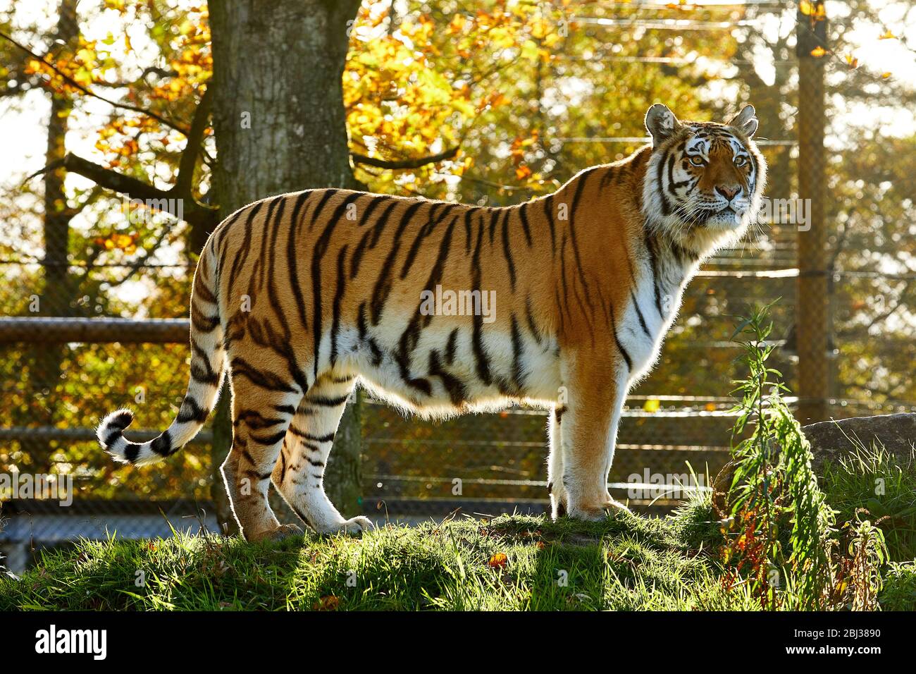 Tiger Walking Side View