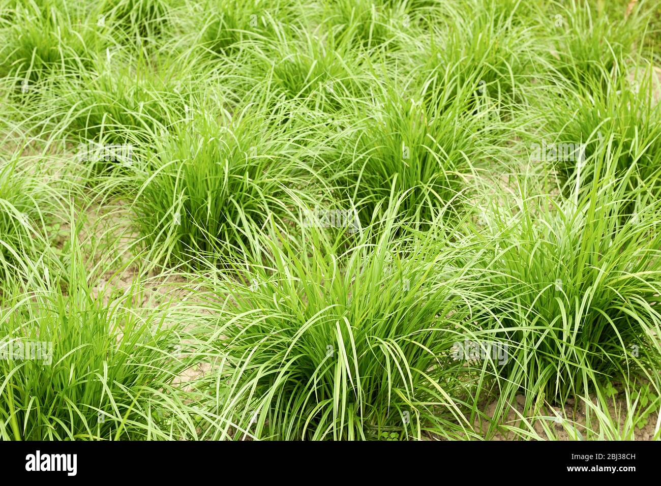Earthnut sedge in the field, nature background, earth almond plant ...