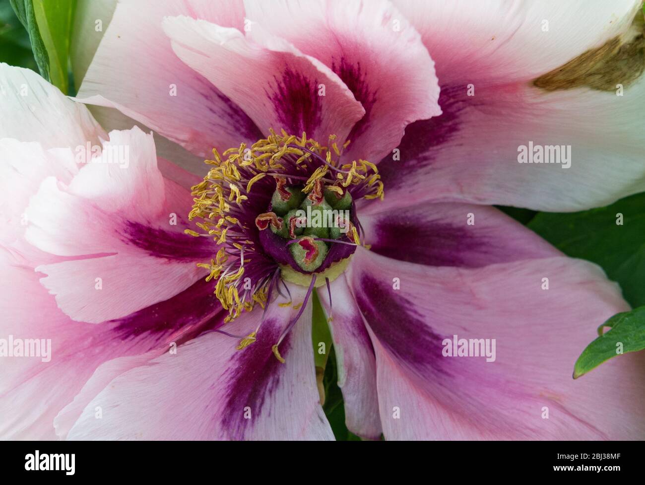 Blossom of peony - middle - close up Stock Photo - Alamy