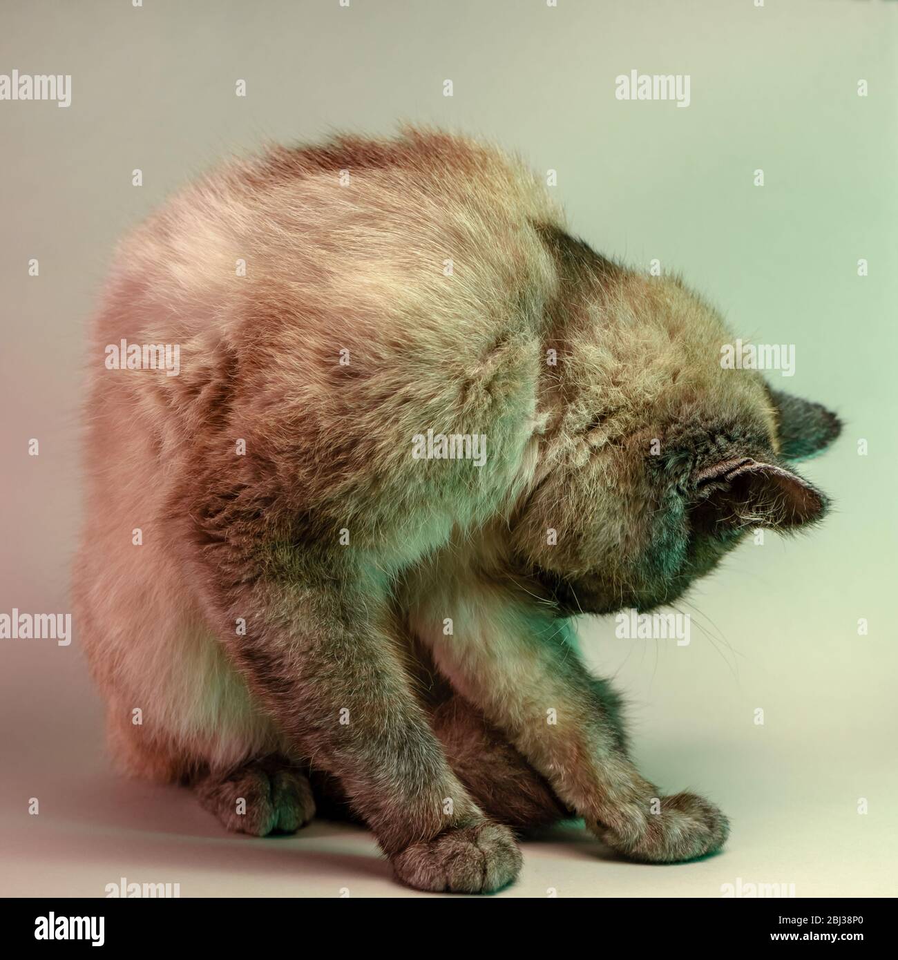 Studio portrait 80s style hi-res stock photography and images - Alamy