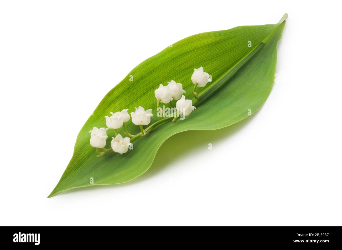 Lilies image Cut Out Stock Images & Pictures - Alamy
