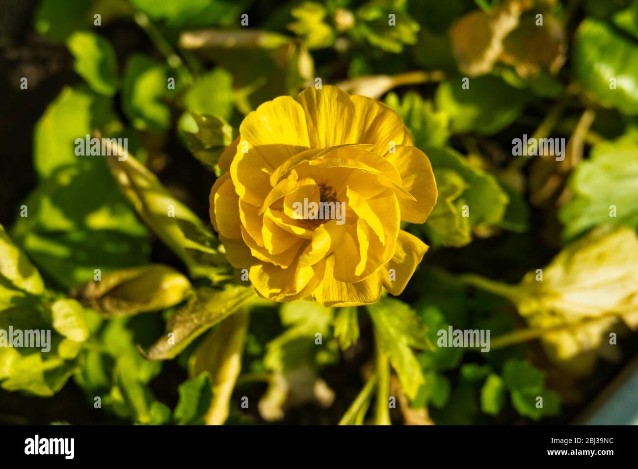 Ranunculus corms hi-res stock photography and images - Alamy