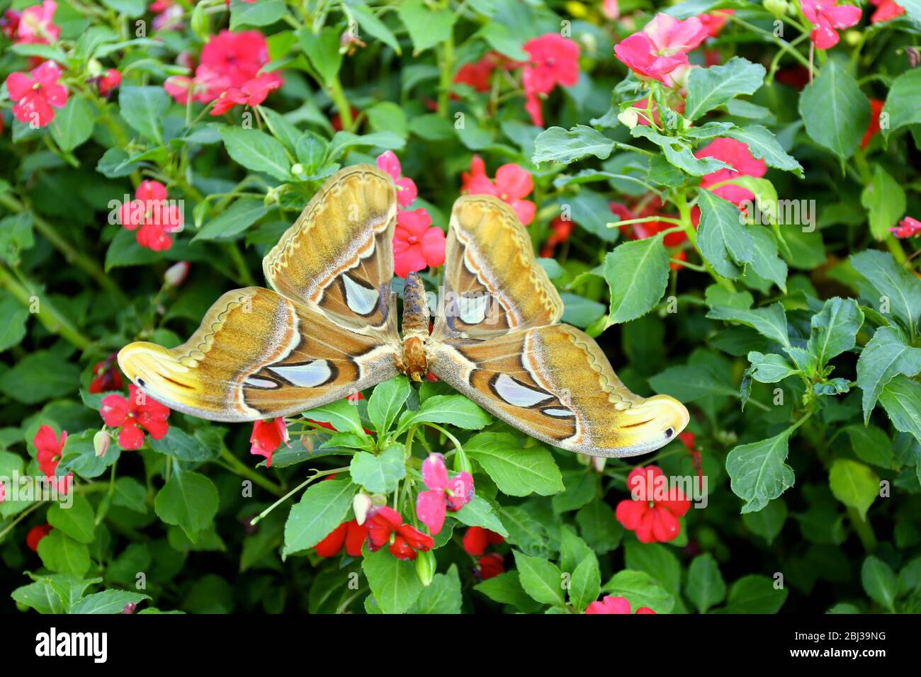 Colorful butterfly on nature background Stock Photo - Alamy