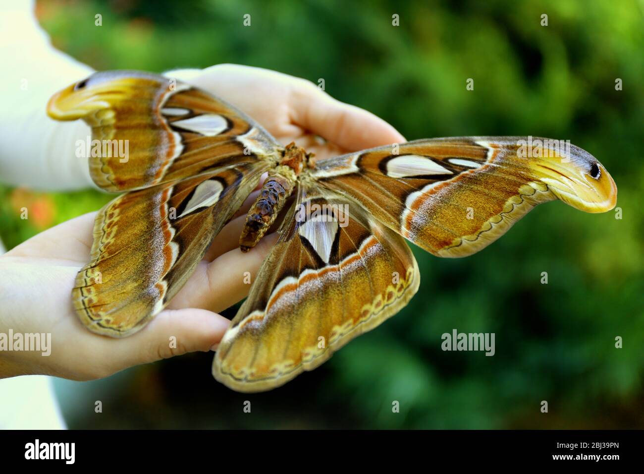Colorful butterfly in female hand, close-up Stock Photo - Alamy
