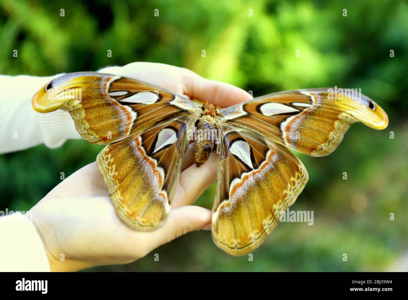 Colorful butterfly in female hand, close-up Stock Photo - Alamy