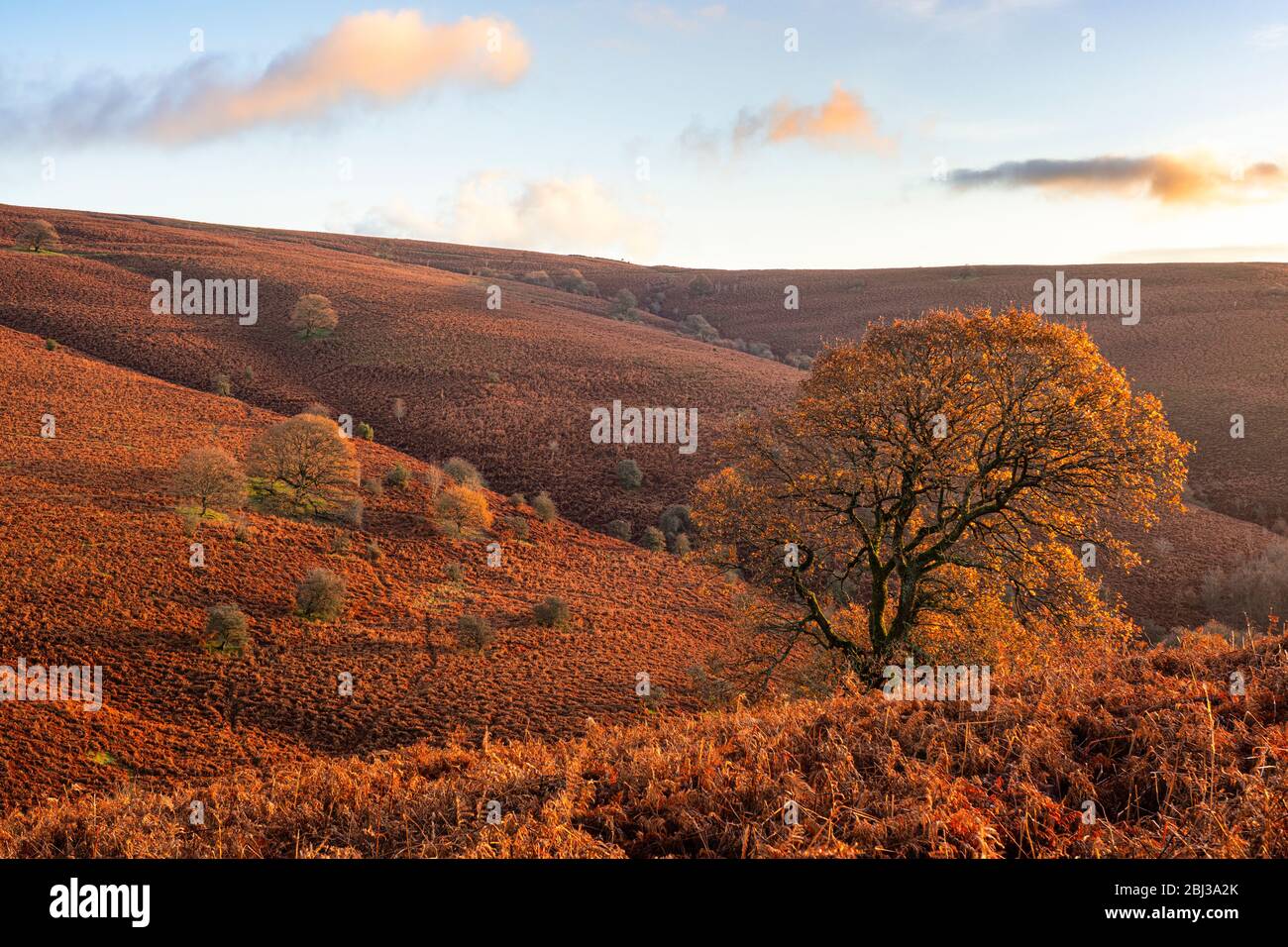 Oak tree on the slopes of the Sugar loaf at Abergavenny in South Wales ...