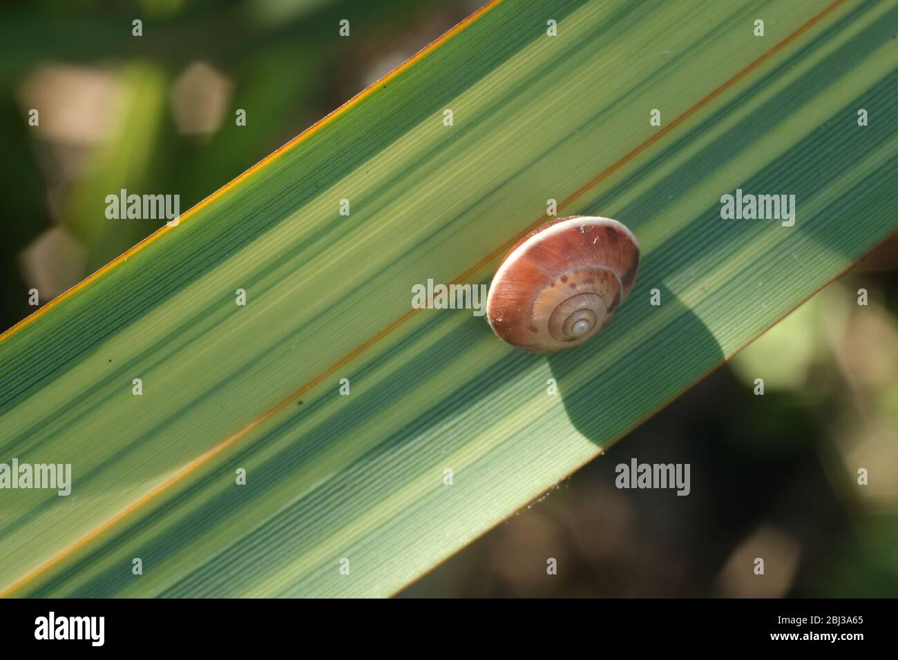 Lanceolate leave hi-res stock photography and images - Alamy