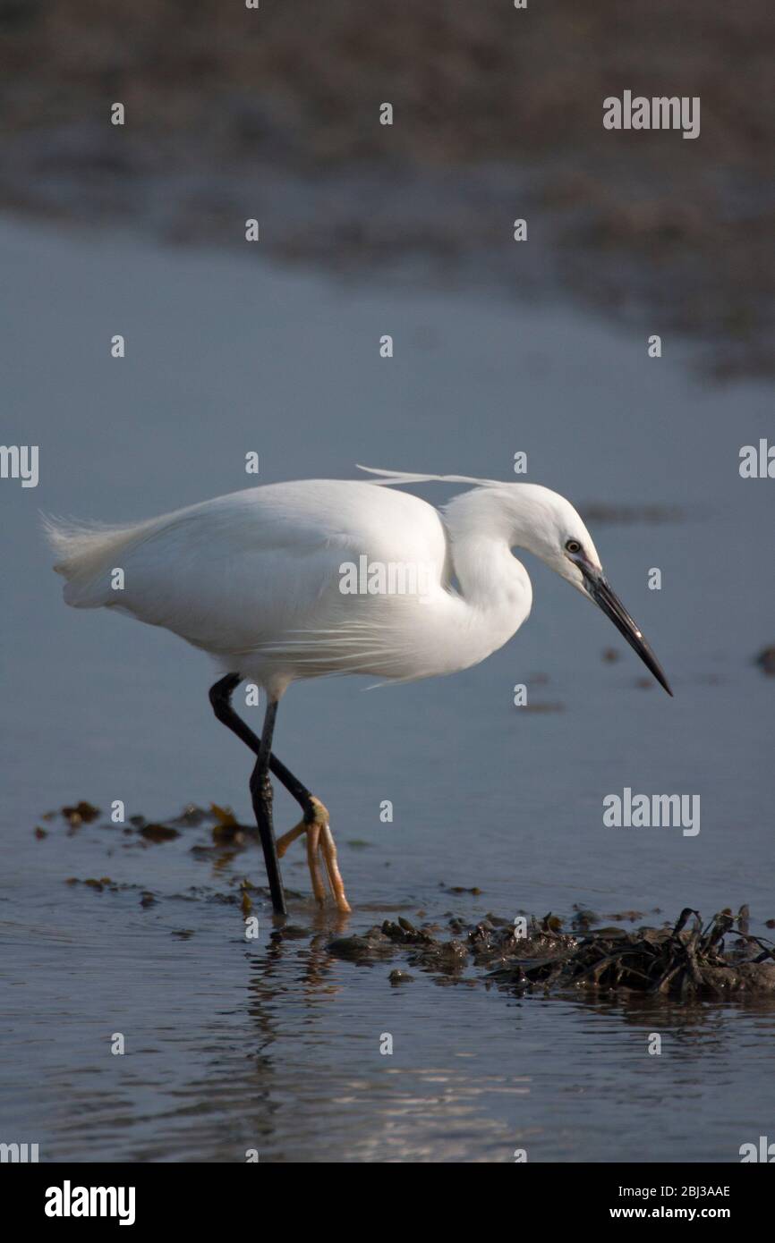 Little Egret, Egretta garzetta, single adult wading through water ...