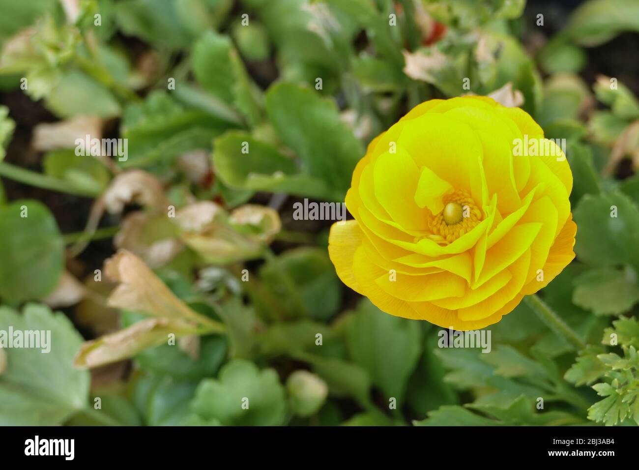 Ranunculus corms hi-res stock photography and images - Alamy