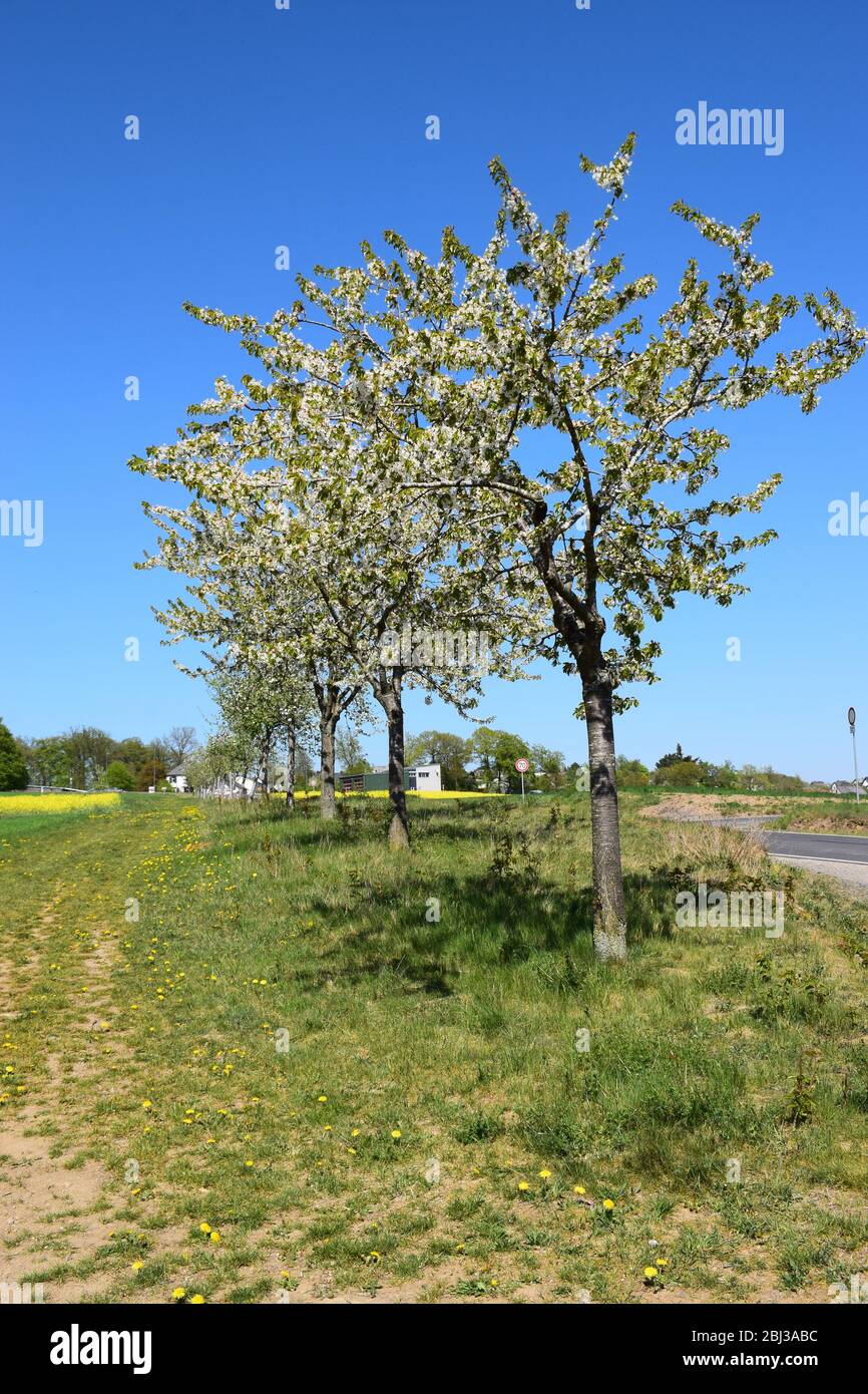 Cherry trees in sun hi-res stock photography and images - Alamy