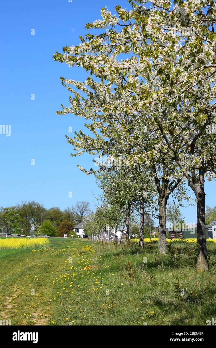 white blooming wild cherry trees Stock Photo - Alamy