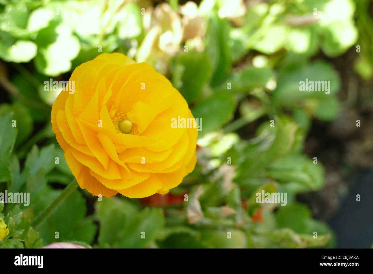 Ranunculus corms hi-res stock photography and images - Alamy
