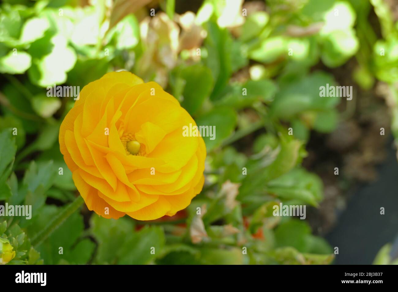 Ranunculus corms hi-res stock photography and images - Alamy