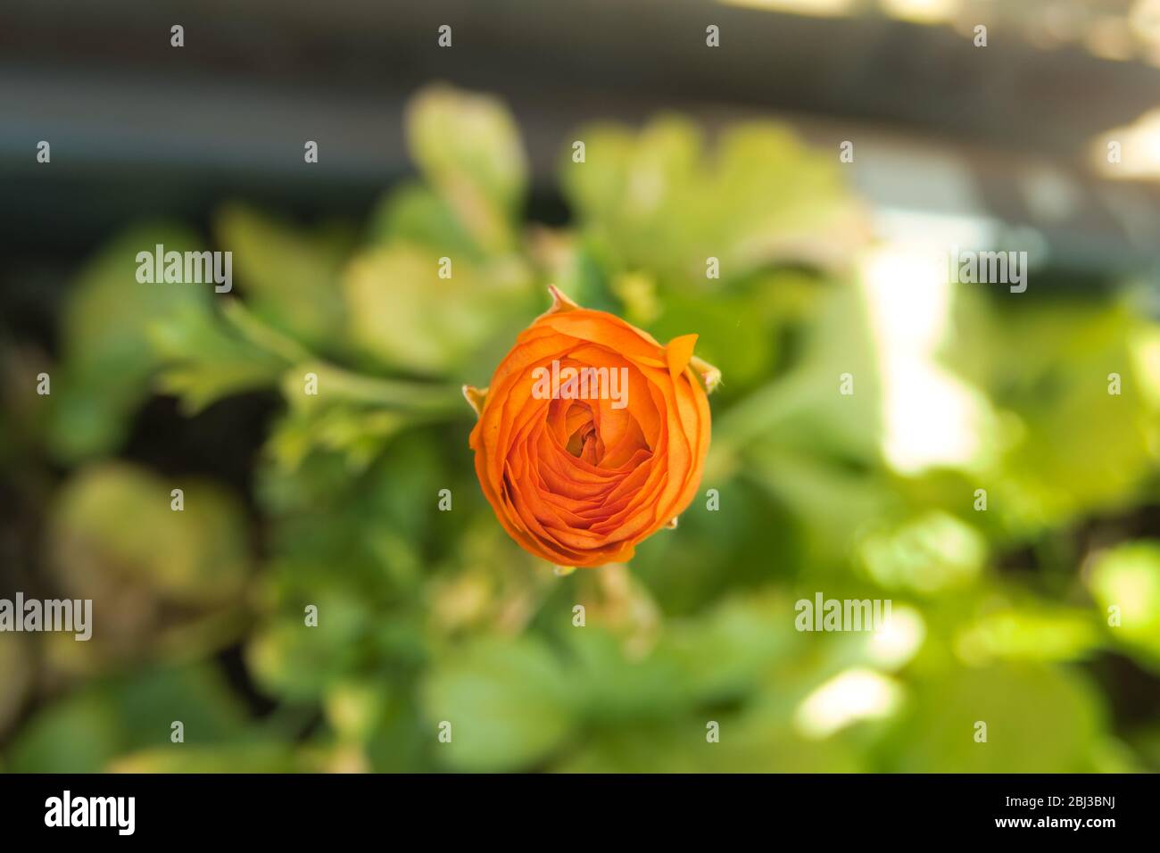 Ranunculus corms hi-res stock photography and images - Alamy