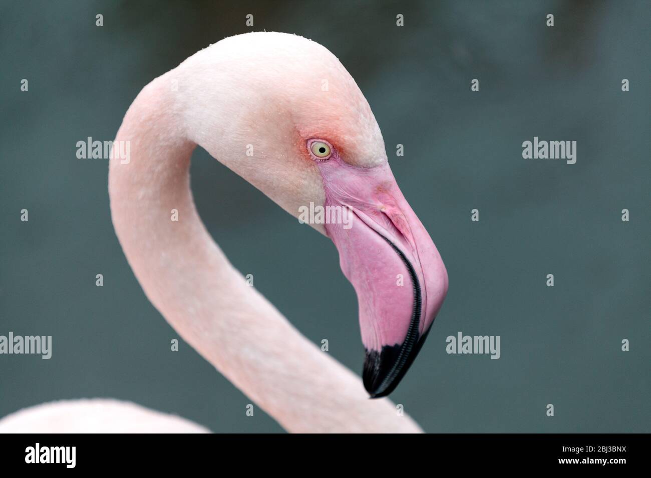 Clearly shown eye hi-res stock photography and images - Alamy