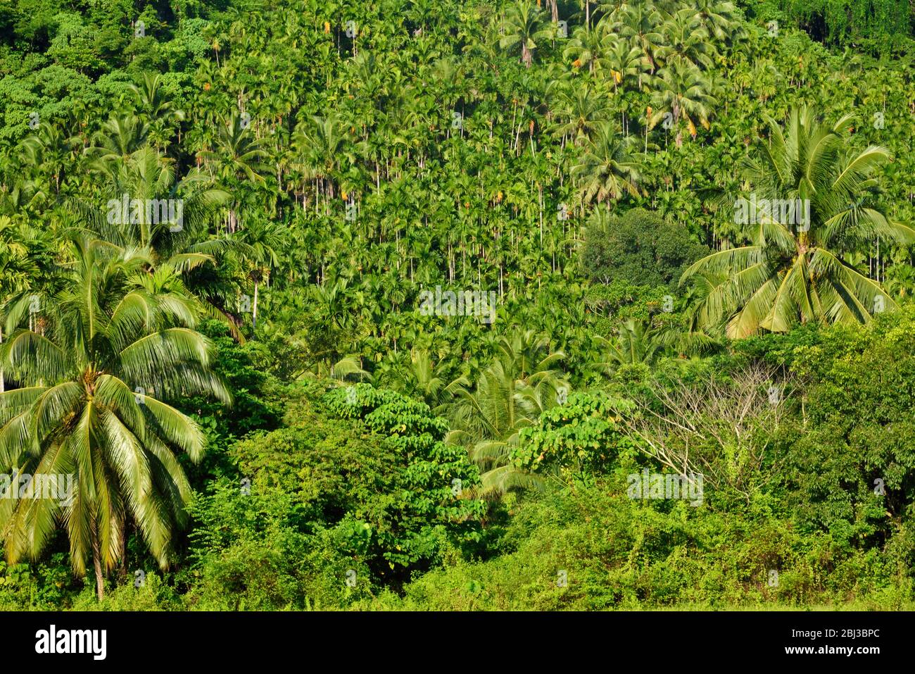 Coconut plam trees Stock Photo - Alamy
