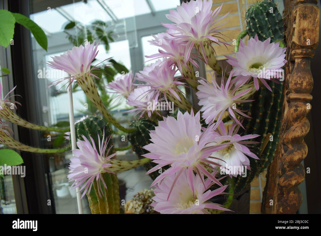 queen of the night cactus blooming Stock Photo - Alamy