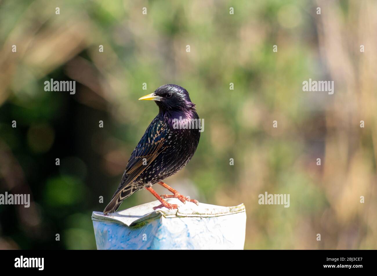 Shoulder spring hi-res stock photography and images - Alamy