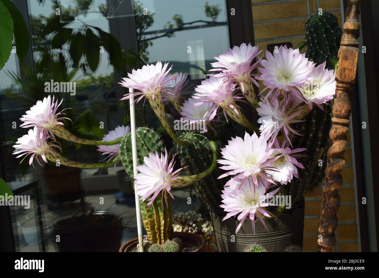 queen of the night cactus blooming Stock Photo - Alamy