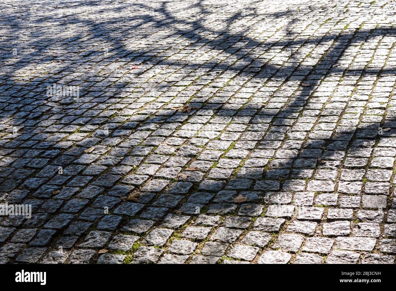 Shadows on geometric tiles form shapes and patterns of a tree on paving ...