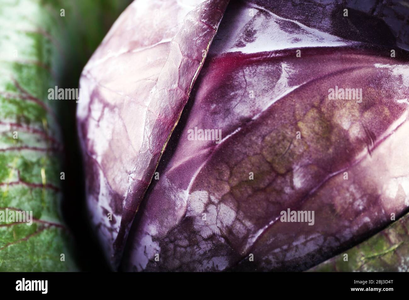 Red cabbage closeup Stock Photo - Alamy