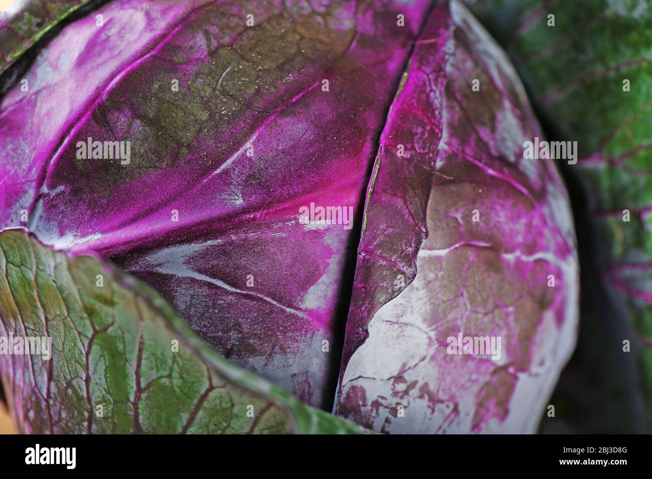 Cut cross section cabbage half sliced hi-res stock photography and ...