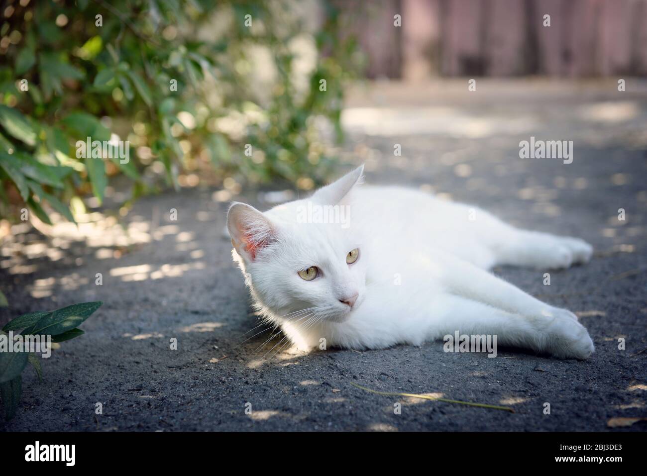 White cat playing outdoors Stock Photo - Alamy