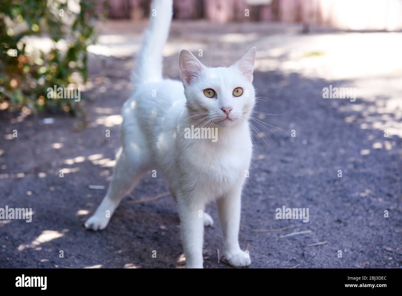 White cat playing outdoors Stock Photo - Alamy