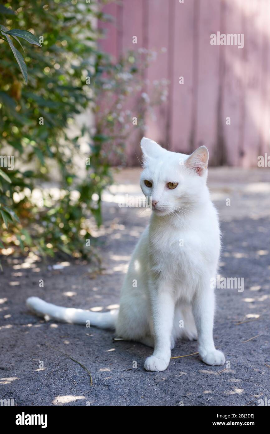 White cat playing outdoors Stock Photo - Alamy