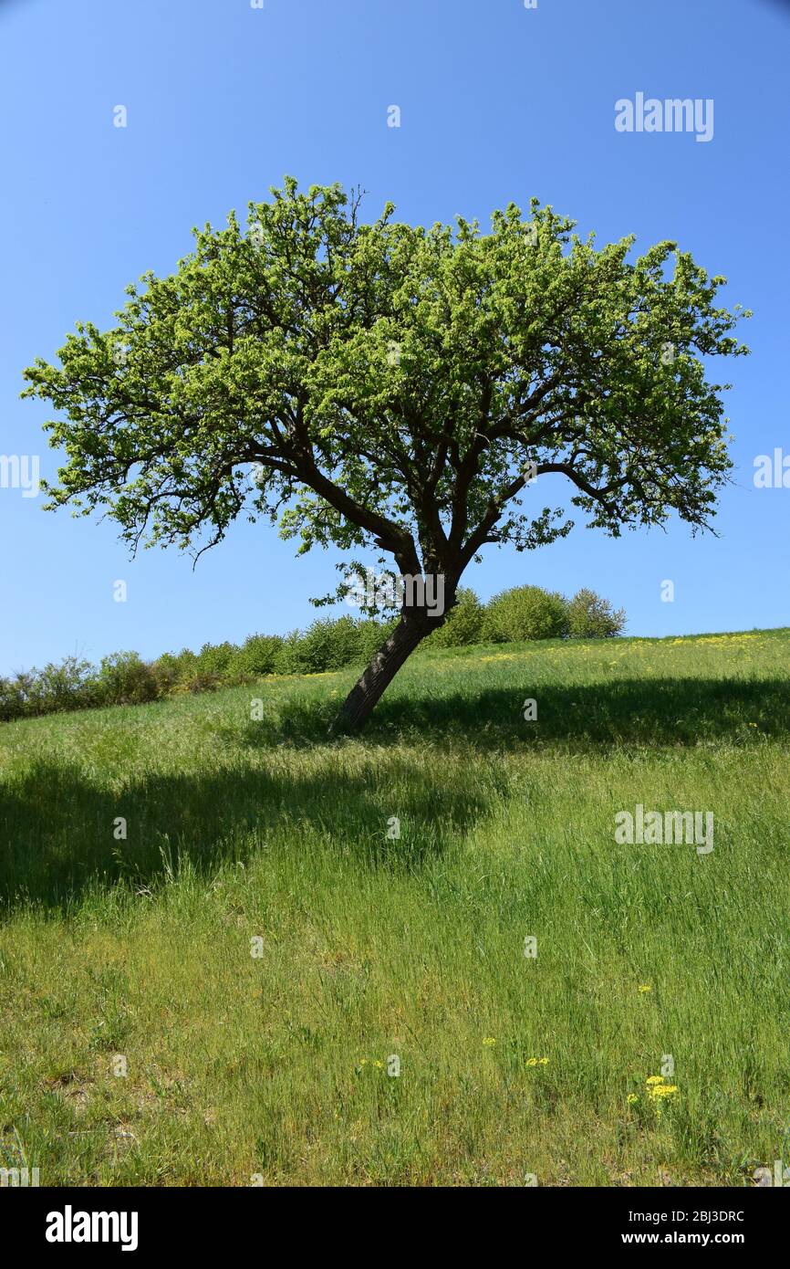 Perfect shape shaped tree hi-res stock photography and images - Alamy