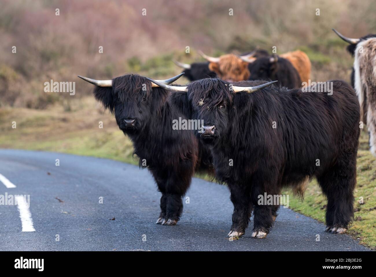 Good natured cattle hi-res stock photography and images - Alamy
