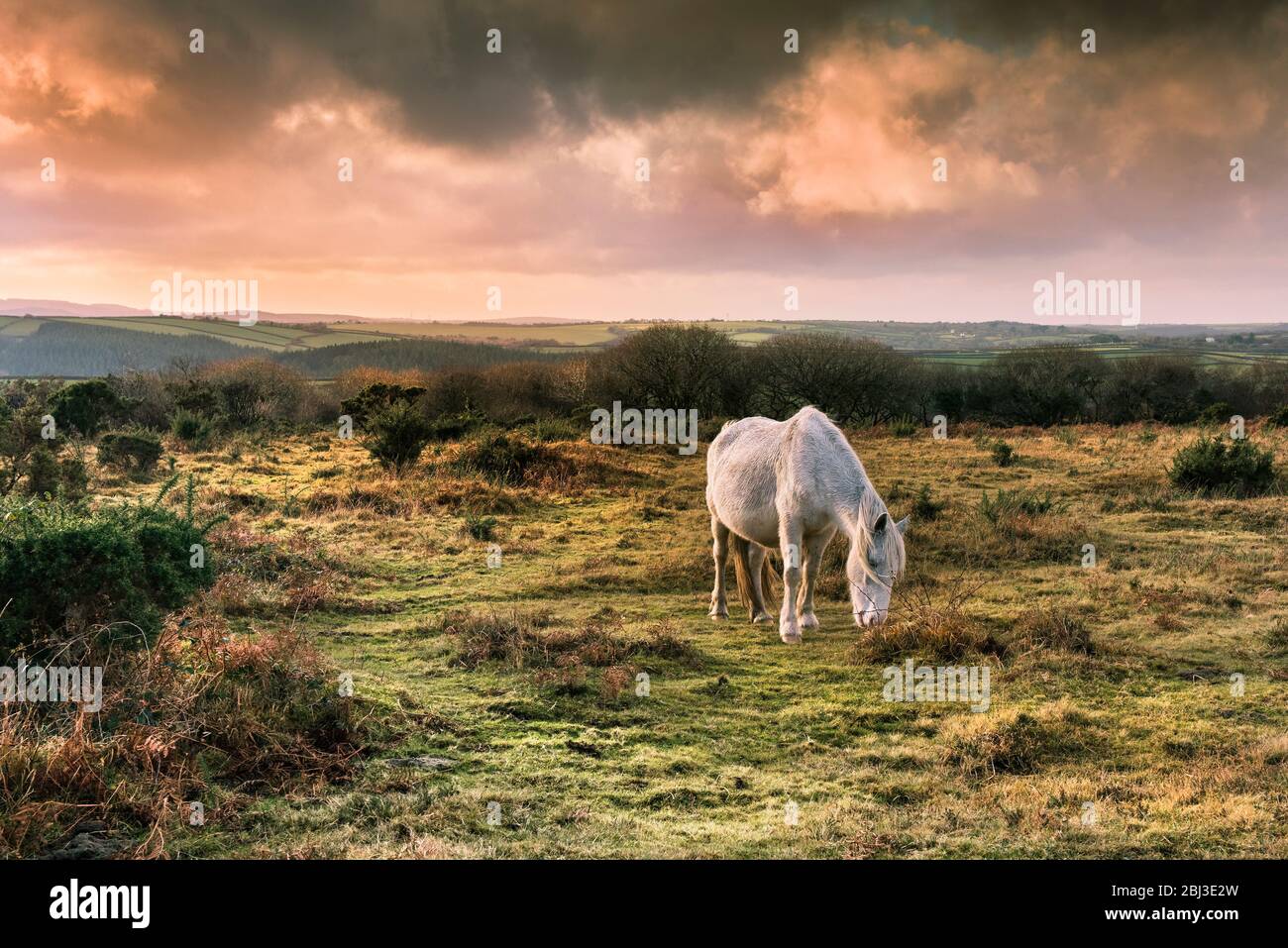 A wild Bodmin Pony grazing on Goonzion Downs on Bodmin Moor in Cornwall Stock Photo - Alamy