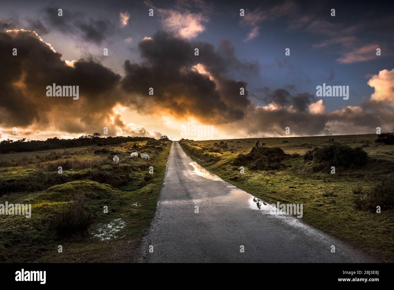 Dramatic sunset as sheep graze on Bodmin Moor in Cornwall Stock Photo ...