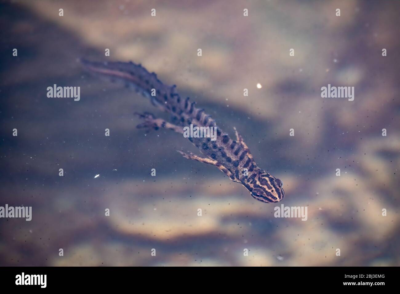 Smooth newt swims in a muddy pond. Smooth Newt, Lissotriton vulgaris ...