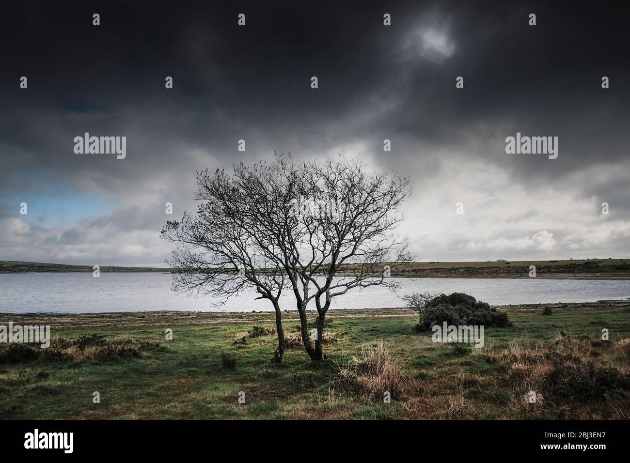 Trees growing at a windswept Colliford Lake on Bodmin Moor in Cornwall ...