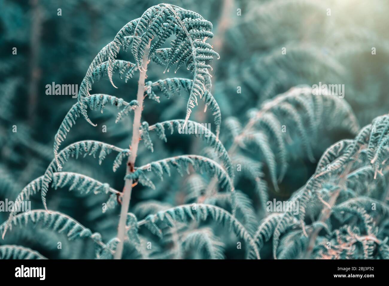 Eagle moonlight hi-res stock photography and images - Alamy