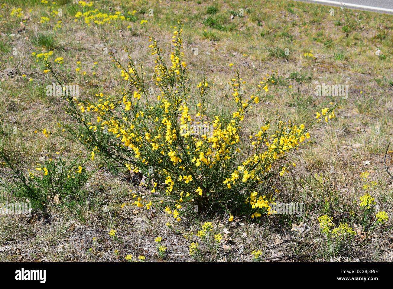 yellow blooming genista in spring Stock Photo - Alamy