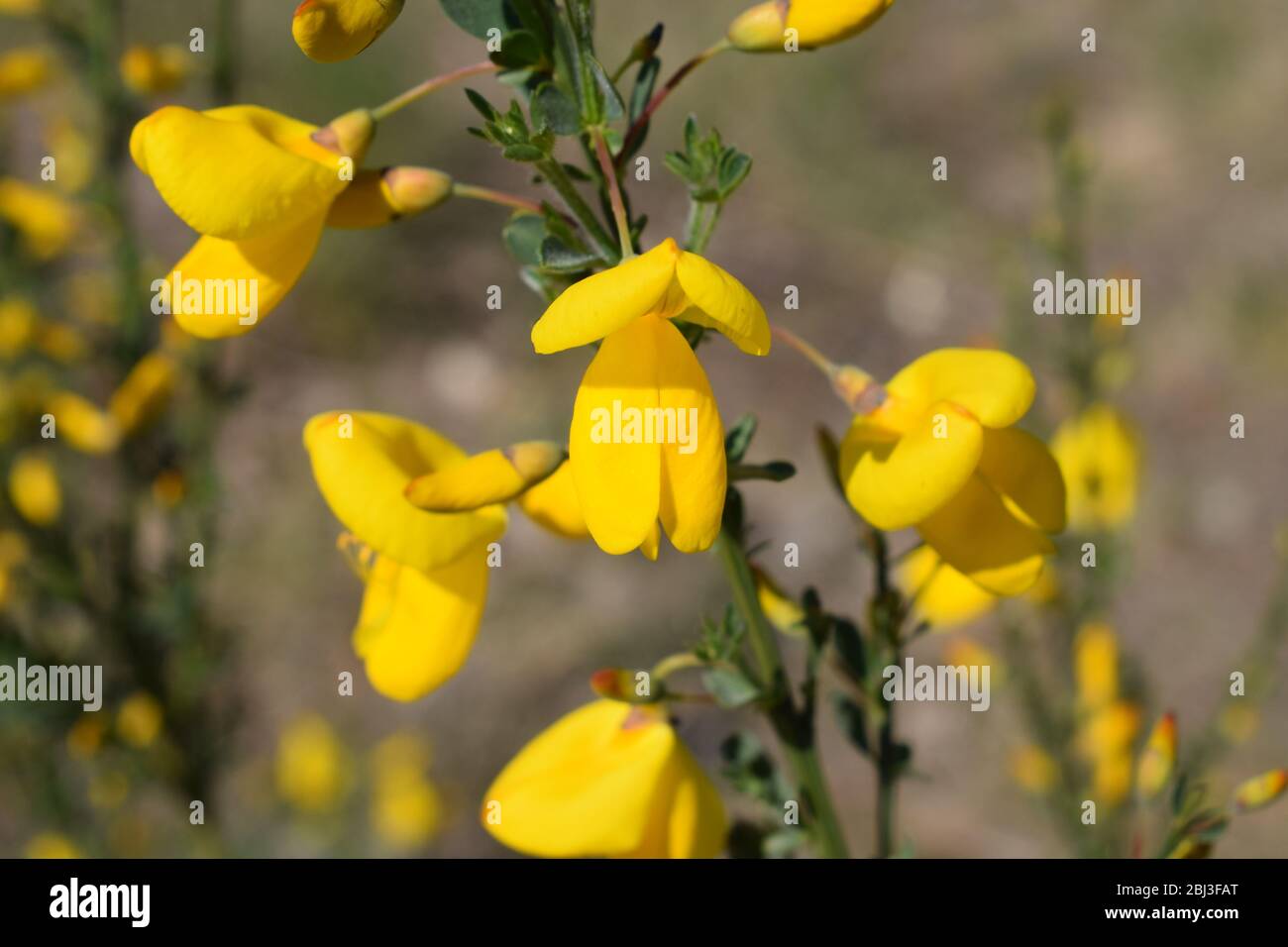 Genister hi-res stock photography and images - Alamy