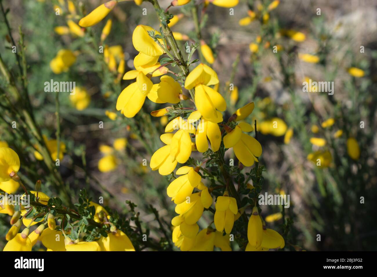 yellow blooming genista in spring Stock Photo - Alamy