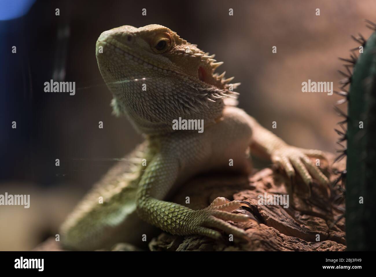Iguana rests on wooden branch near cactus, close up. Wild life and ...