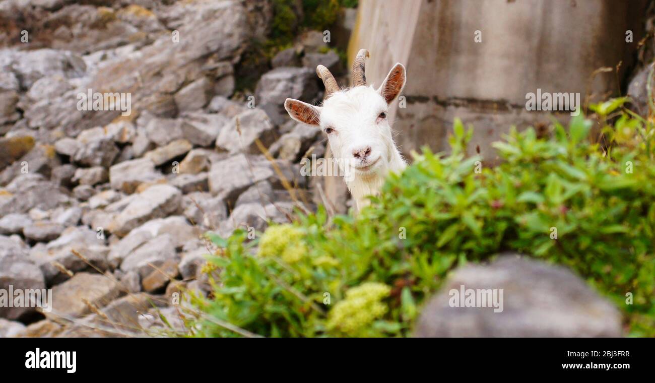 Cheeky Goat High Resolution Stock Photography and Images - Alamy