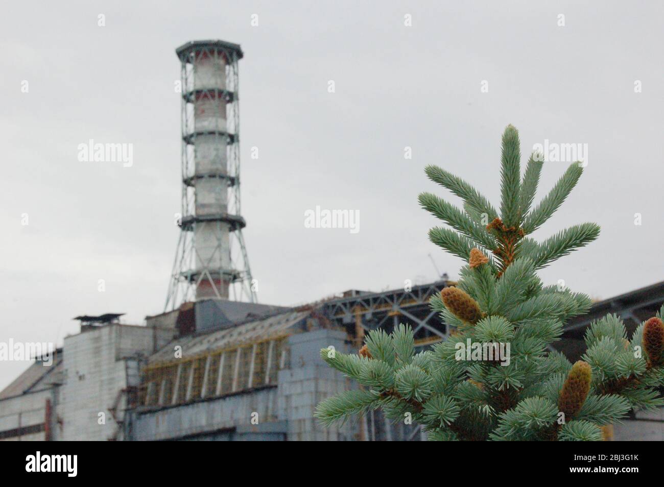 Spruce is a fresh tree with cones on the background of a cloudy sky in ...