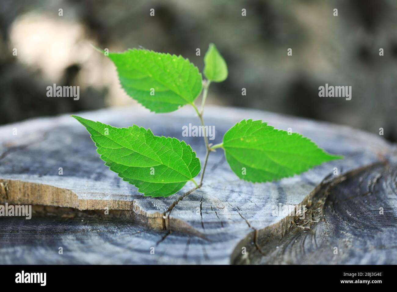 Beautiful seedling growing in the center trunk as a concept of new life ...