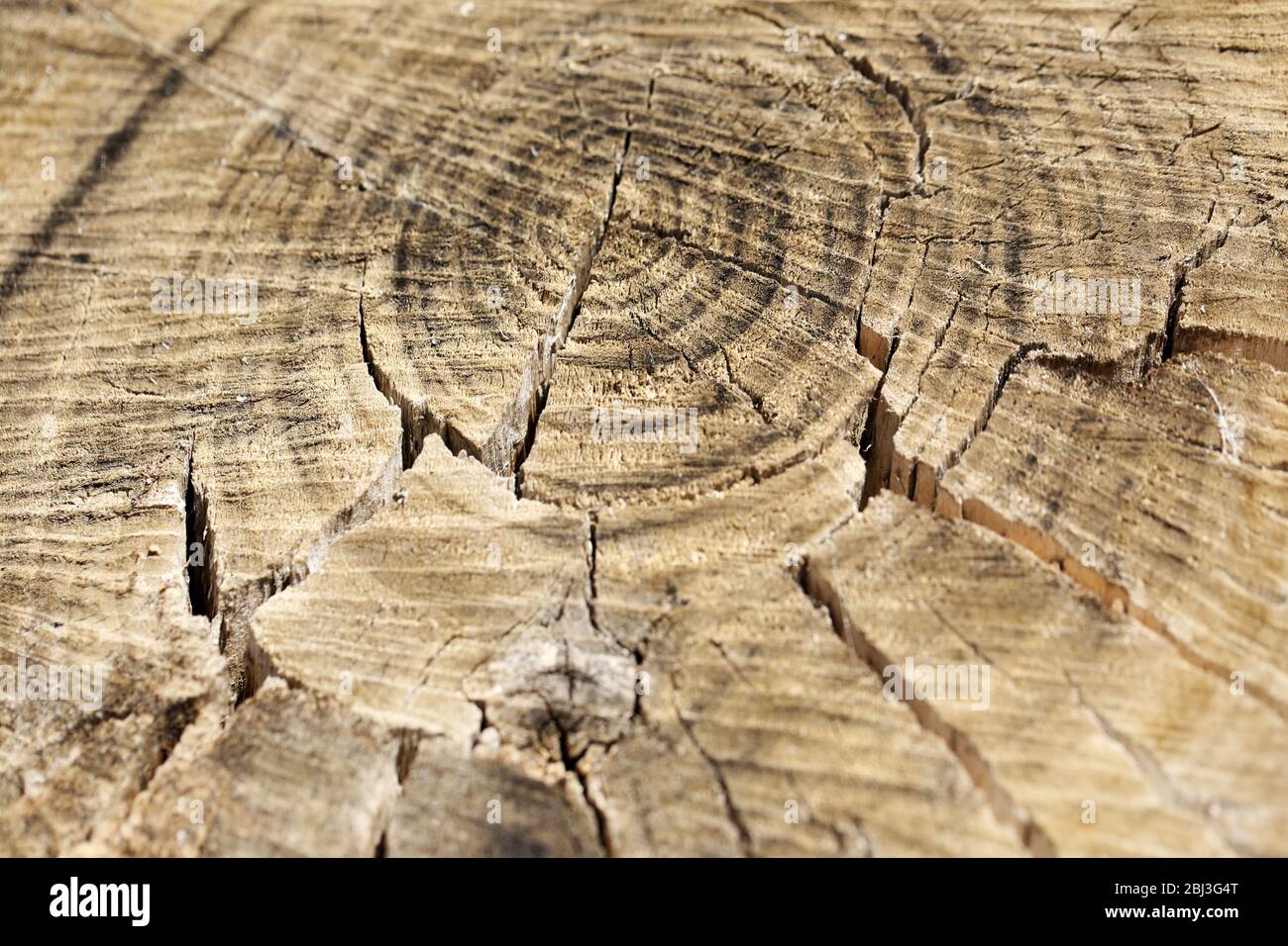 Wooden texture of tree trunk, close up Stock Photo - Alamy
