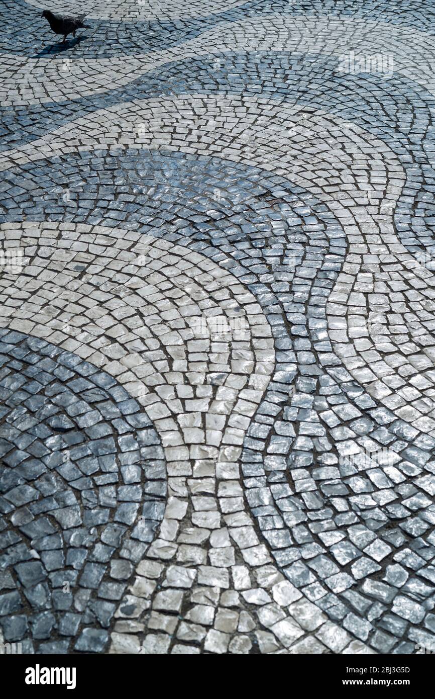 Solitary feral pigeon having a stroll across paviers of wavy lines and ...
