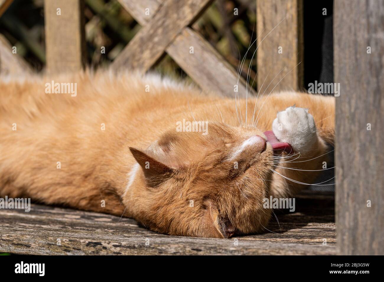 Ginger tom cat washing front paw and sunbathing on wooden bench Stock ...