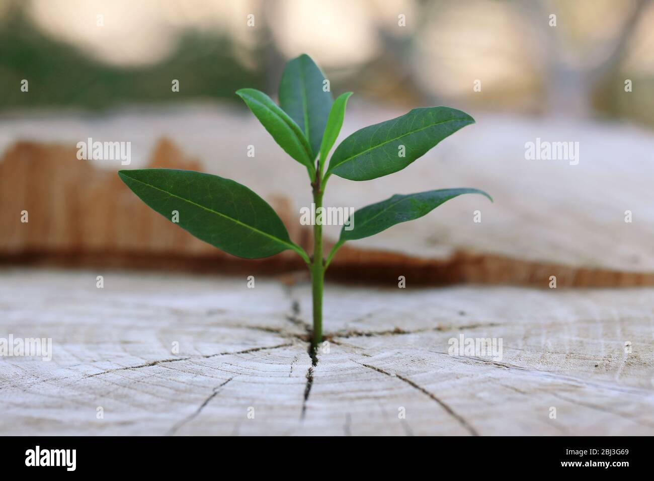 Beautiful seedling growing in the center trunk as a concept of new life ...