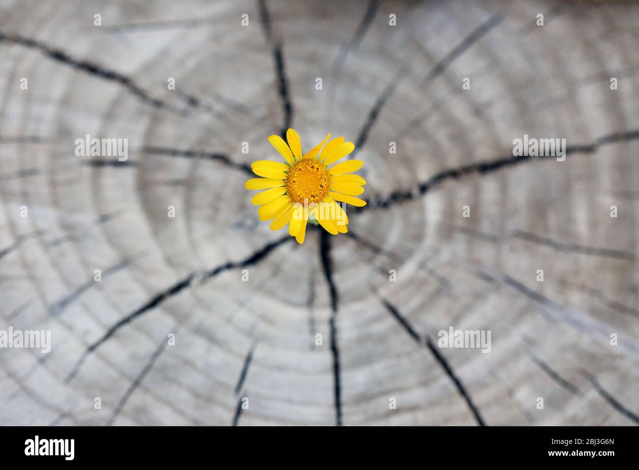 Beautiful flower seedling growing in the center trunk as a concept of ...